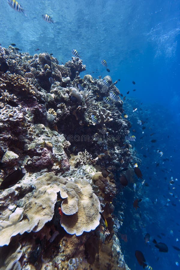 Coral Wall Off Bunaken Island Stock Photo - Image of bunaken, wall ...