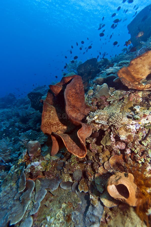 Coral Wall Off Bunaken Island Stock Photo - Image of bunaken, wall ...