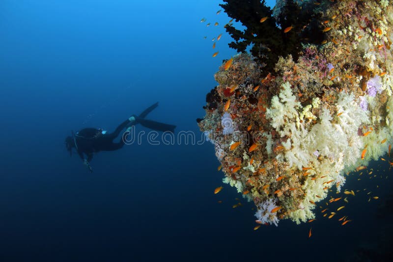 Coral Wall Overhang and Scuba Diver Stock Photo - Image of north, soft ...
