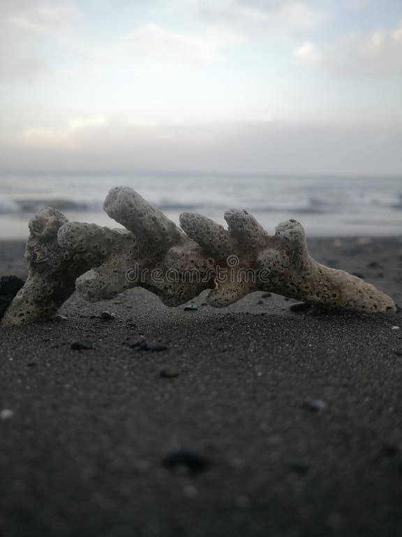 Coral Washed Up on the Beach Stock Photo - Image of geology, soil ...