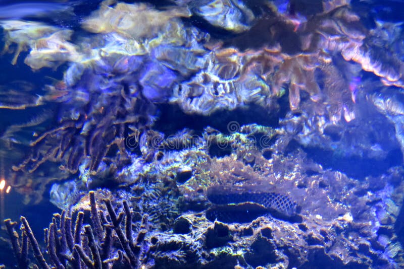 Coral Water Texture Picture. Image: 88560567