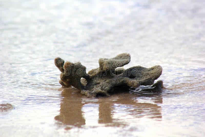 Coral stock image. Image of beauty, coral, fouth, brought - 97140169