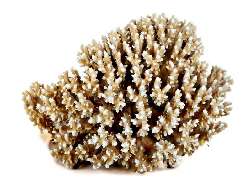 Coral on a White Background Stock Photo - Image of exotic, geology ...