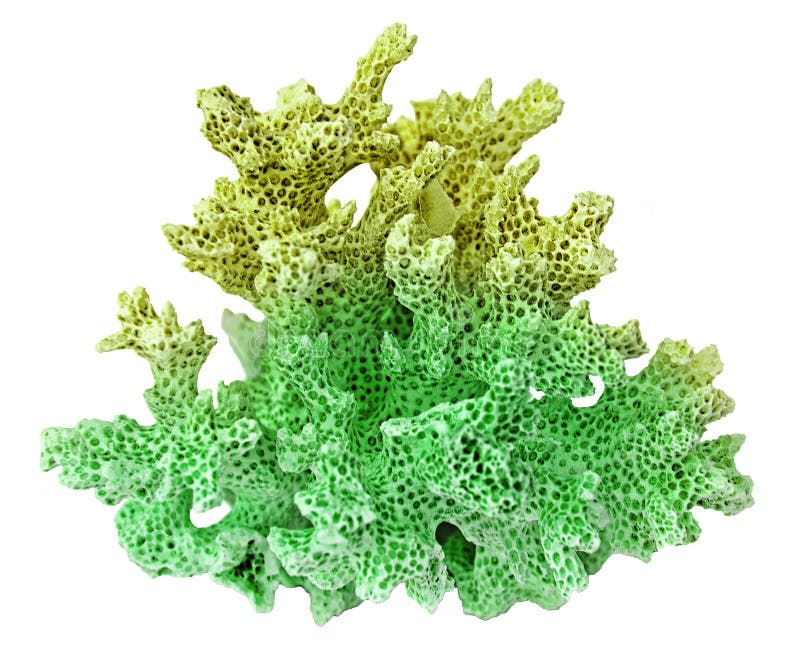 Coral on white background stock photo. Image of close - 106661348