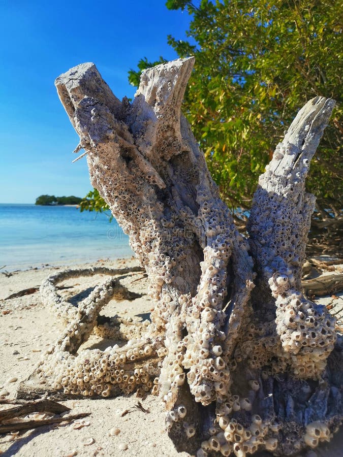 Coral on wood ðŸ‡²ðŸ‡½ stock photo. Image of soil, wood - 208719538