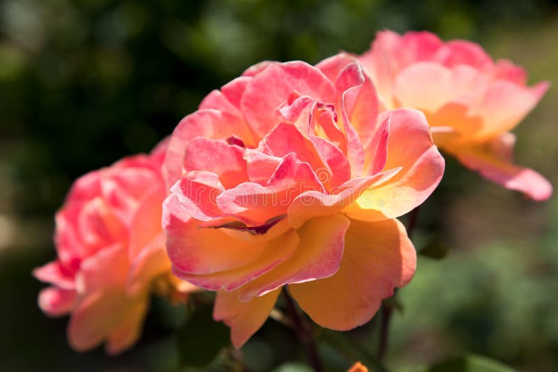 Coral and Yellow Roses stock photo. Image of coral, hybrid - 30342004