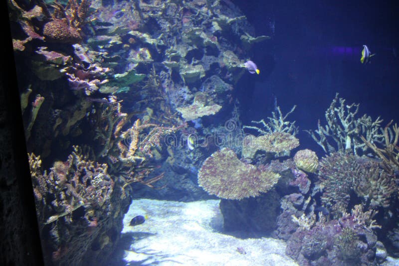 Coral in the zoo stock photo. Image of anima, view, invertebrate ...