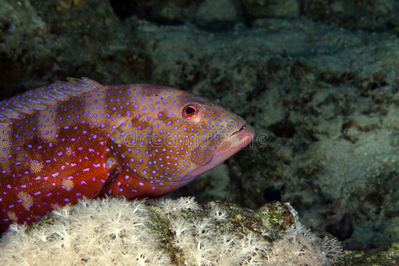 Coralgrouper (plectropomus Pessuliferus) Stock Image - Image of aquatic ...