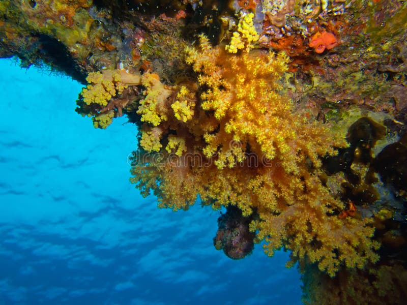 Coralli molli immagine stock. Immagine di celenterati - 28981757