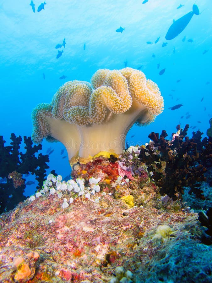 Coralli molli fotografia stock. Immagine di arancione - 28981806