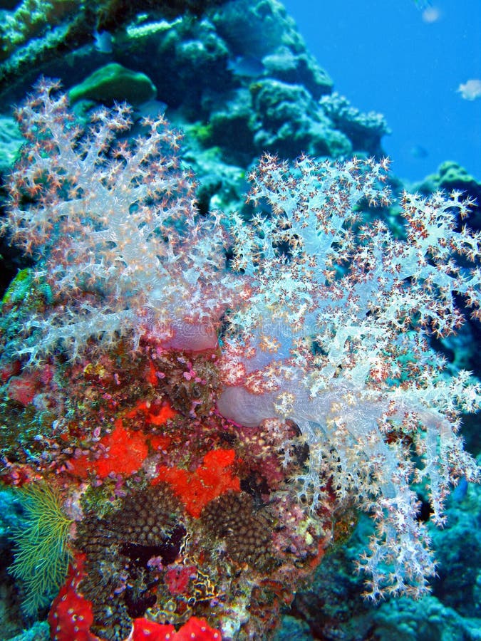 Coralli variopinti immagine stock. Immagine di acquatico - 9592015