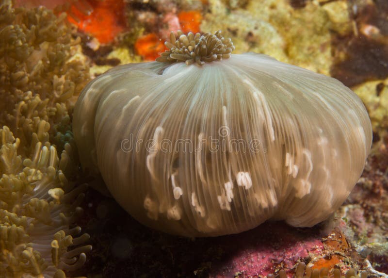 Corallimorph retracted stock photo. Image of underwater - 35252120