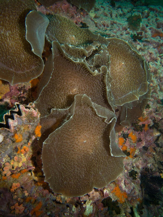 Corallimorphs stock photo. Image of corallimorph, pacific - 35228818