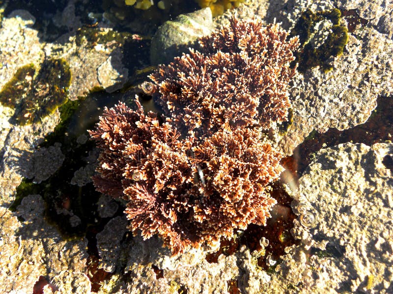 Corallina Officinalis stock photo. Image of water, south - 94862444