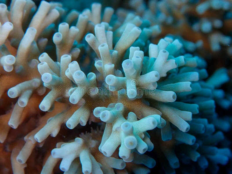 Corallo Fiji del Acropora fotografia stock. Immagine di tropicale ...