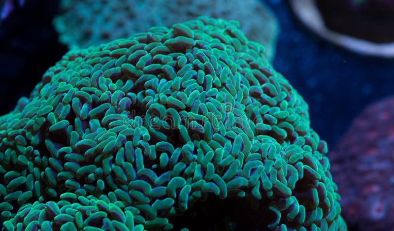 Corallo Del Martello Di Verde Della Menta, PS Di Euphyllia, Subacqueo ...