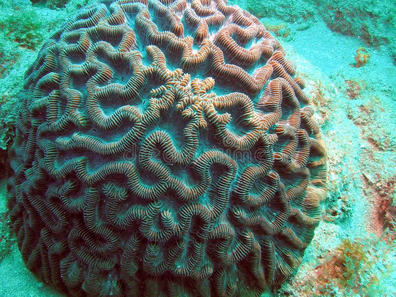 Corallo Verde Della Torcia (euphyllia Glabrescens) Fotografia Stock ...