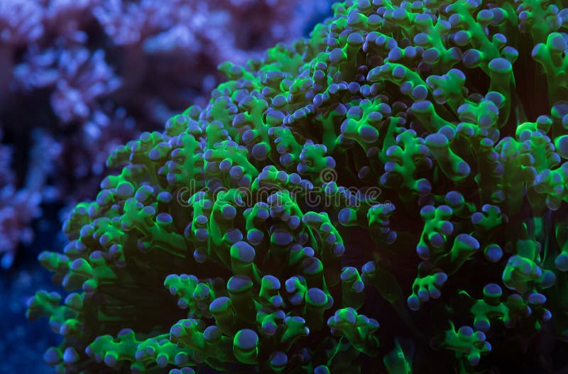Corallo Verde E Porpora Di Pocillopora Fotografia Stock - Immagine di ...