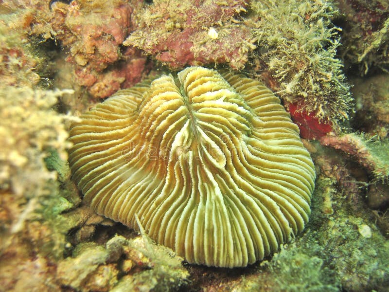 Corallo Fungiforme immagine stock. Immagine di unico, marrone - 278435