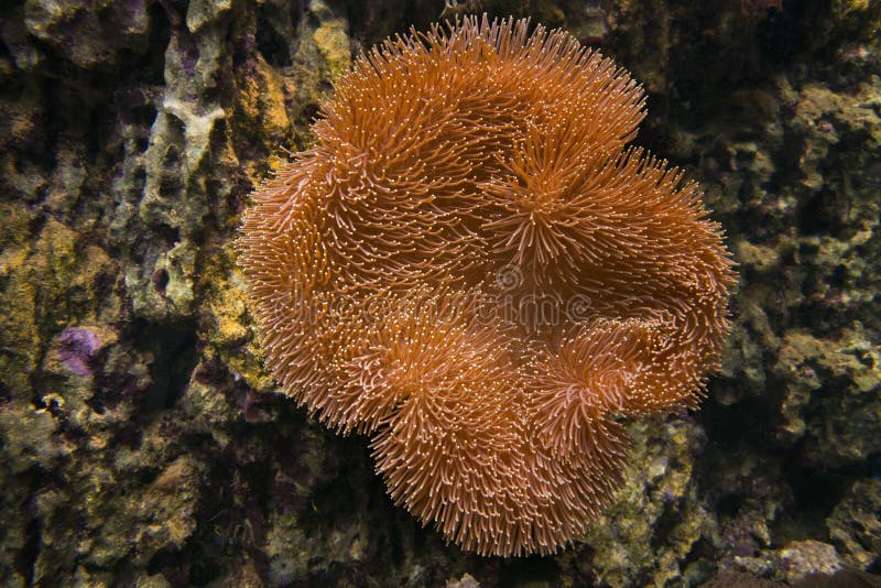 Corallo Di Sarcophyton Fungo Molle Immagine Stock - Immagine di cuoio ...