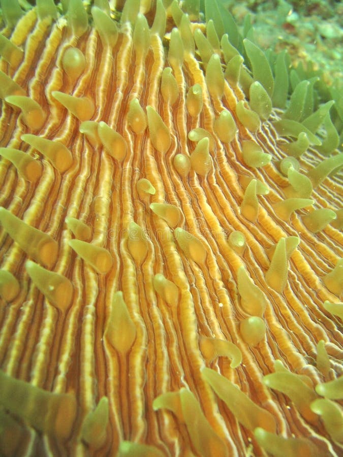 Corallo Fungiforme immagine stock. Immagine di unico, marrone - 278435