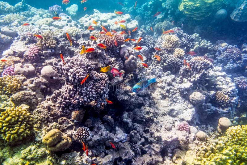 Corallo E Pesci Nel Mar Rosso Immagine Stock - Immagine di pesci ...