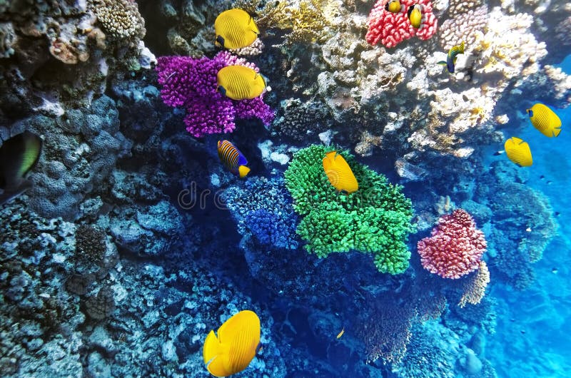 Corallo E Pesci Nel Mar Rosso. L'Egitto, Africa. Fotografia Stock ...