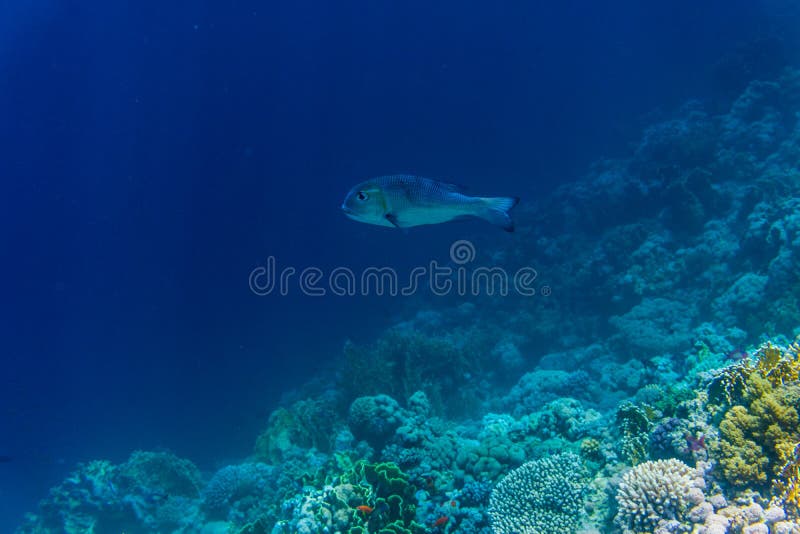 Corallo E Pesci Nel Mar Rosso Mare Dell'Egitto Fotografia Stock ...