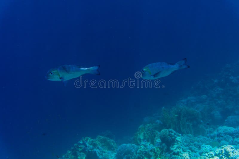 Corallo E Pesci Nel Mar Rosso Mare Dell'Egitto Fotografia Stock ...
