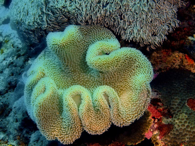 Corallo molle fotografia stock. Immagine di animale, tuffo - 63141318