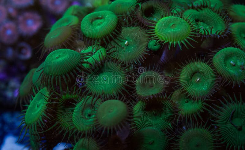 Corallo Verde Del Cuoio Del Fungo Del Polipo Immagine Stock - Immagine ...