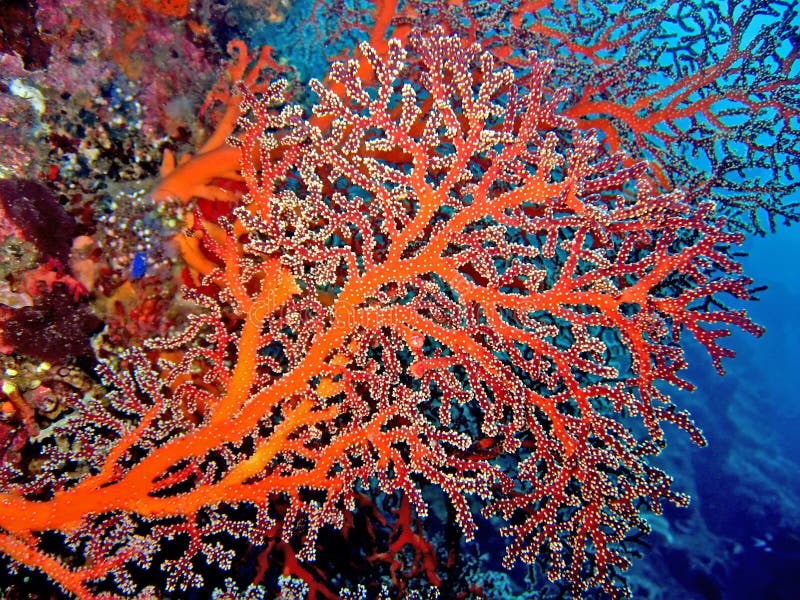 Corallo rosso immagine stock. Immagine di corallo, mare - 4754833