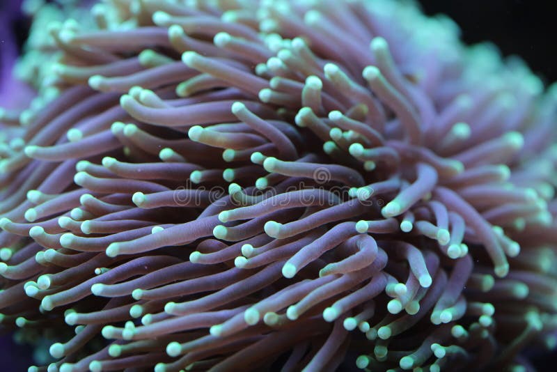 Corallo Verde Della Torcia (euphyllia Glabrescens) Fotografia Stock ...