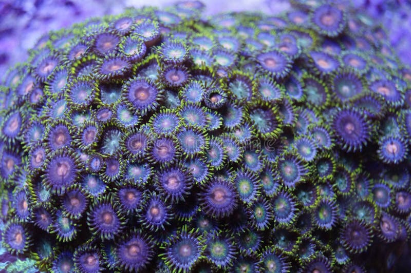 Corallo Arancio, Verde, Giallo E Rosa Di Scolymia Immagine Stock ...