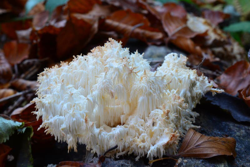 Champignon De Dent De Corail, Coralloides De Hericium S'élevant Sur Le ...