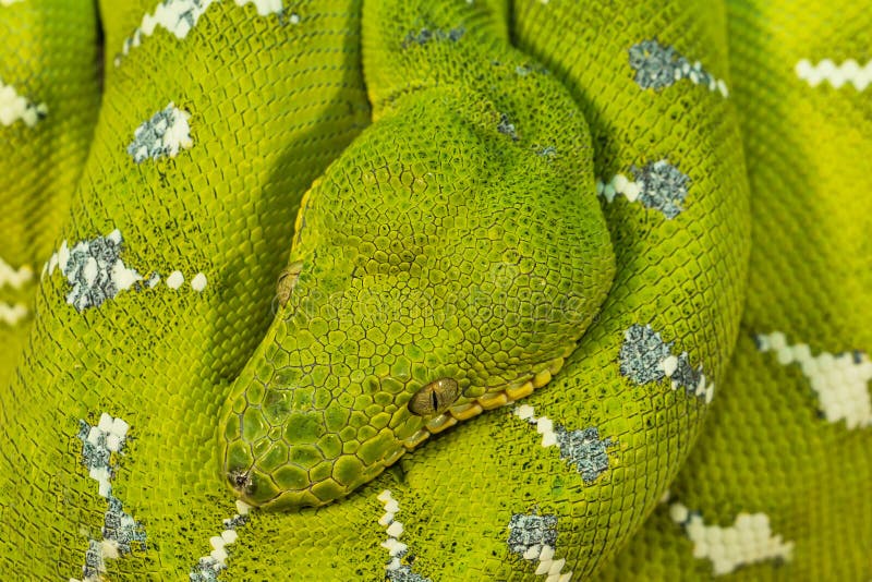 Corallus Caninus - Green Snake Coiled into a Ball Stock Photo - Image ...