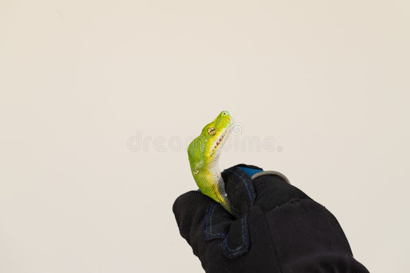 Corallus Caninus - Green Snake Coiled into a Ball Stock Photo - Image ...