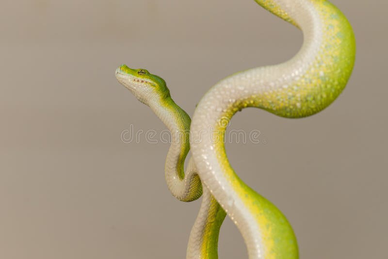 Corallus Caninus - Green Snake Coiled into a Ball Stock Photo - Image ...