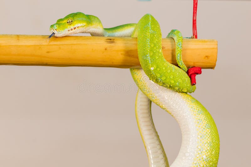 522 Snake Ball Green Stock Photos - Free & Royalty-Free Stock Photos ...