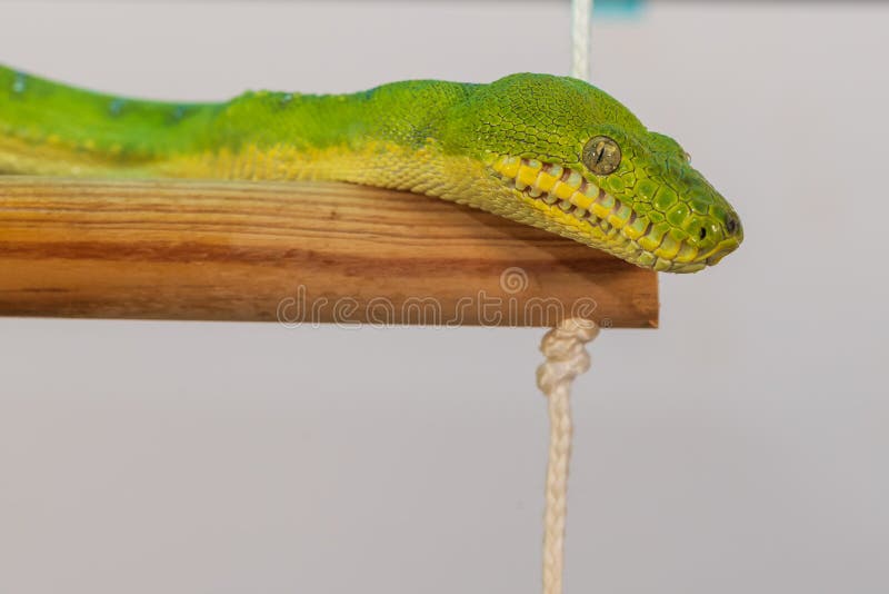 Corallus Caninus - Green Snake Coiled into a Ball Stock Image - Image ...