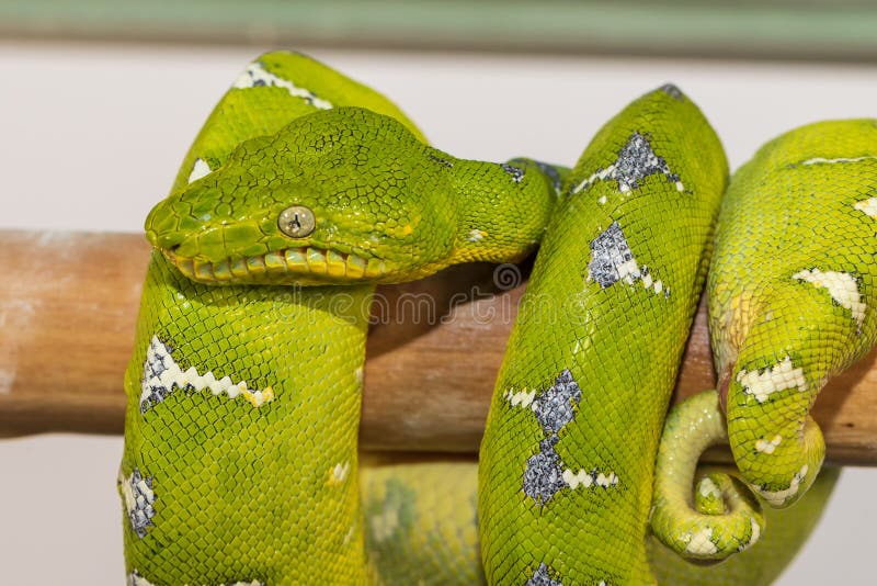 522 Snake Ball Green Stock Photos - Free & Royalty-Free Stock Photos ...