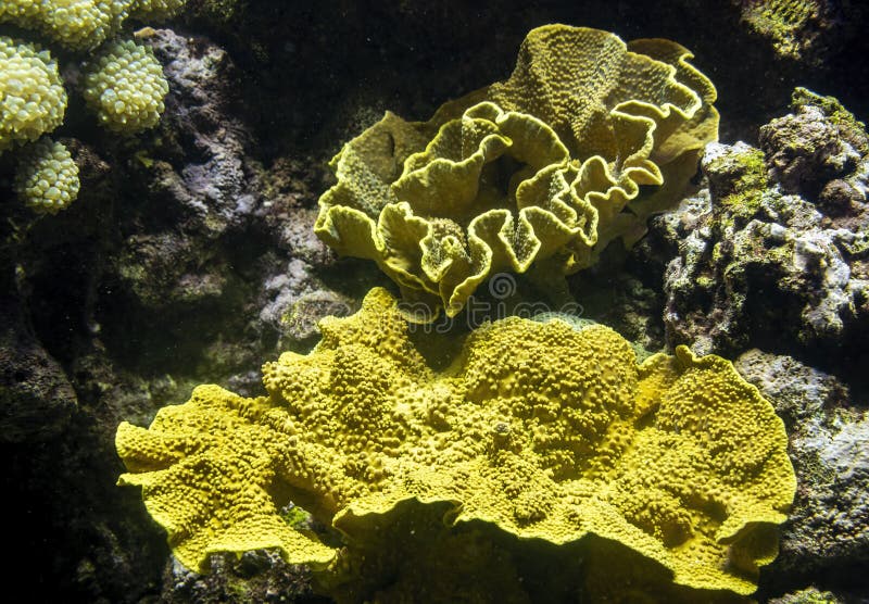 Corals with Detailed Polyp Structures Growing on Rocks Stock Photo ...