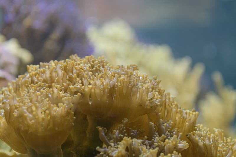 Corals. Differ in Form and Structure Stock Image - Image of water ...