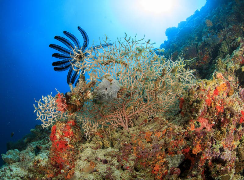 Corals of Different Colors and Shades Stock Image - Image of aqua ...