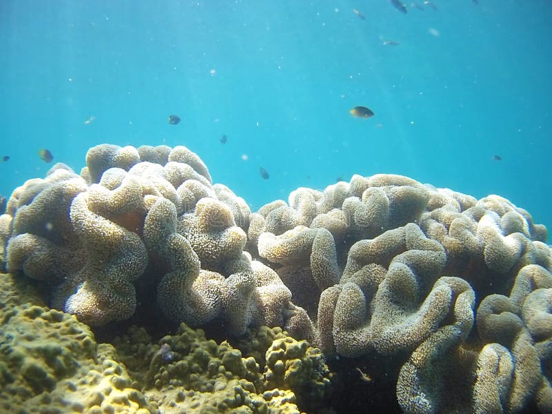 Corals And Fish, Great Barrier Reef, Australia Stock Image - Image of ...