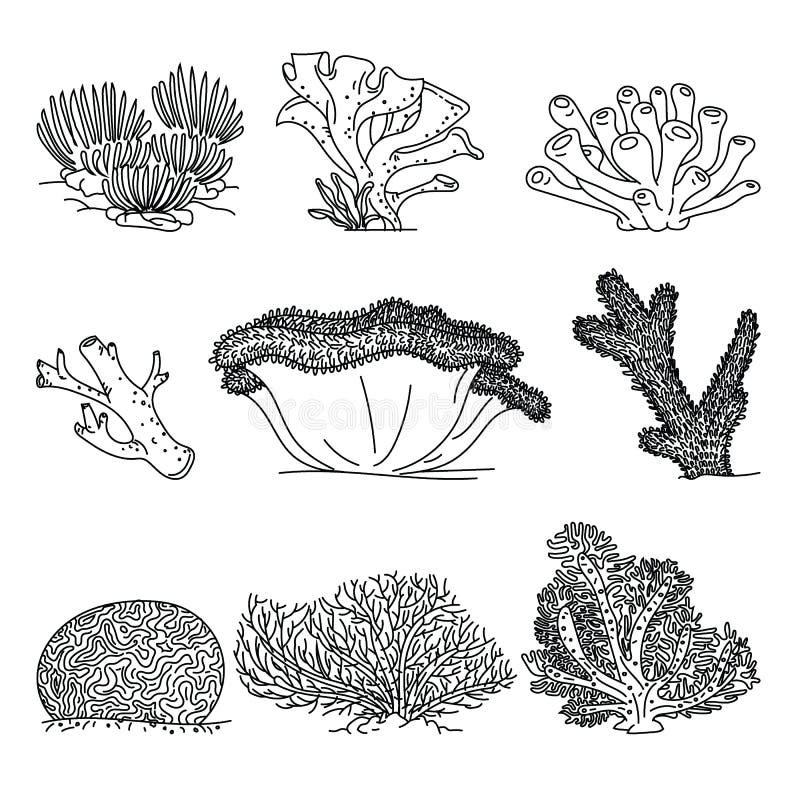 Sea fan corals, vector set stock vector. Illustration of graphic - 31497562