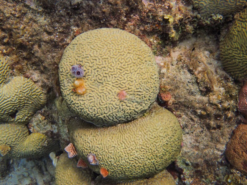 Corals are Marine Invertebrates within the Class Anthozoa of the Phylum ...