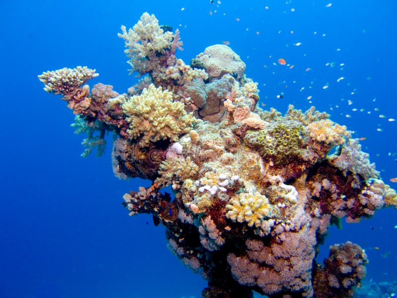 Corals in the REd Sea stock image. Image of reef, colourful - 3596409