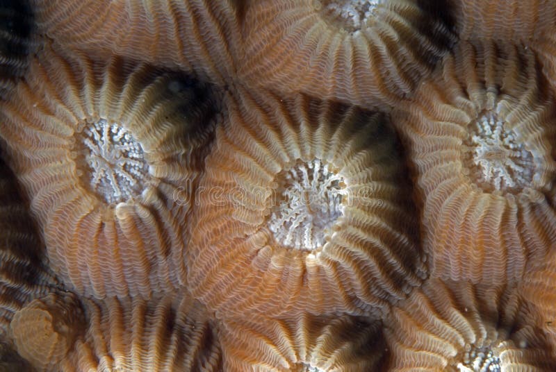 Corals in reproduction stock photo. Image of striped - 27029878