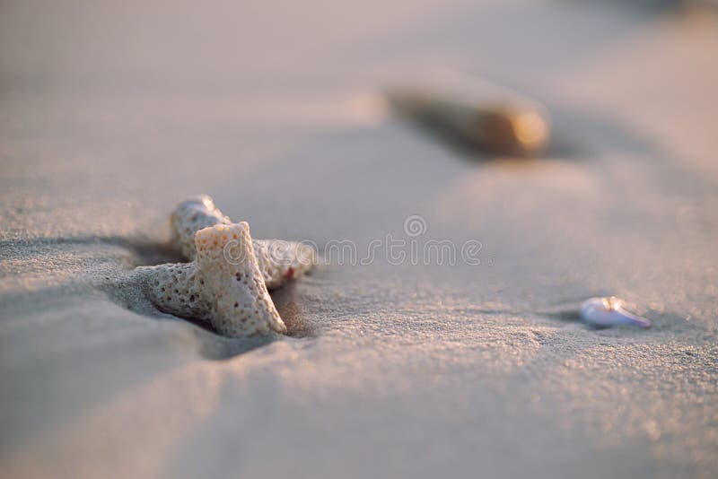 Corals And Shells Lying On White Sand Beach, Salvage Corals, Underwater ...